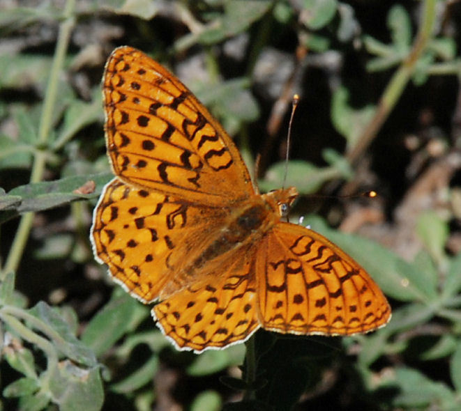 Hydaspe Fritillary (Animals of the Lower Mainland) · iNaturalist