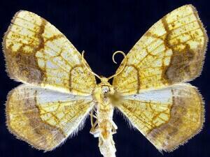 Horned Spanworm Moth (Animals of the Lower Mainland) · iNaturalist