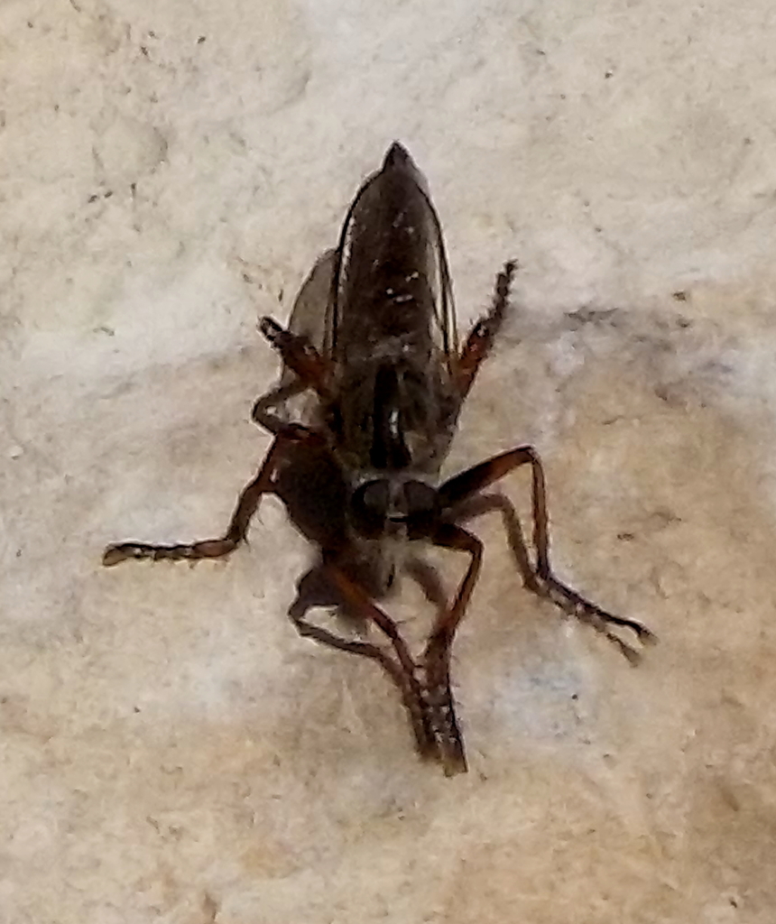 Asilinae from Ferma 722 00, Greece on April 27, 2017 at 09:58 AM by ...