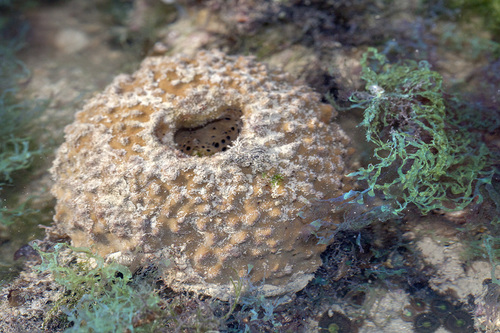Genus Rhabdastrella · iNaturalist