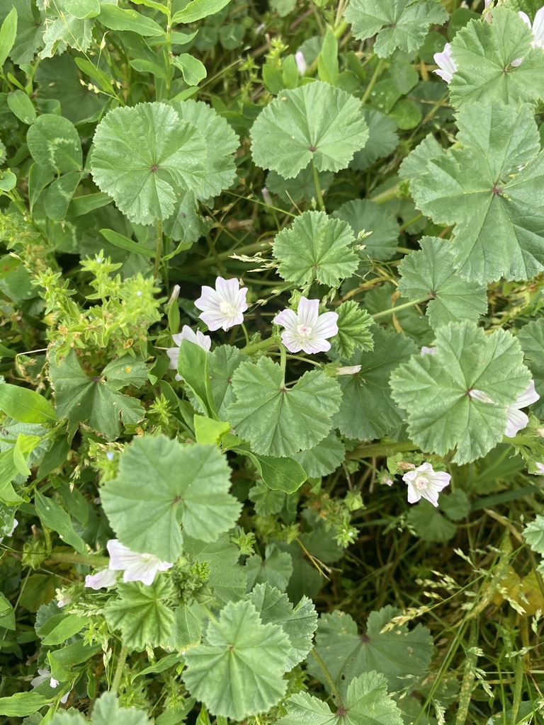 dwarf mallow from Friends of Patterson Park, Baltimore, MD, US on May ...