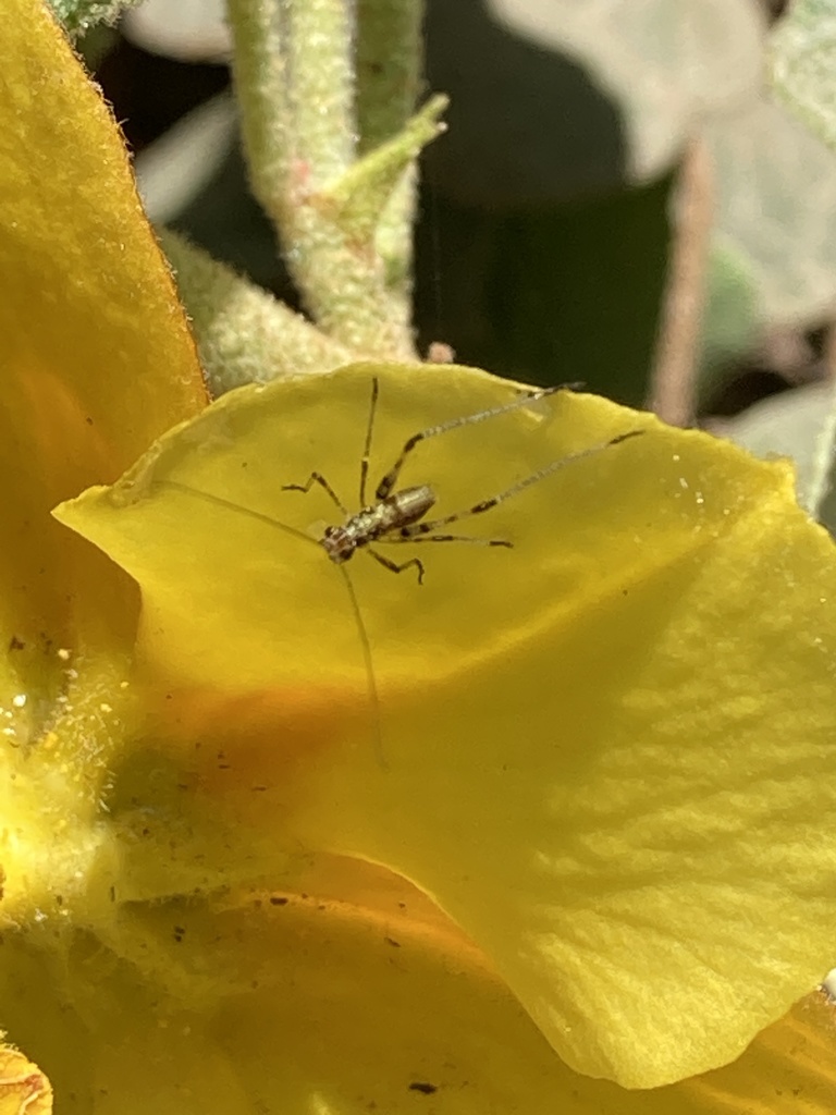 Mediterranean Katydid from Vista Hermosa Park, Los Angeles, CA, US on ...