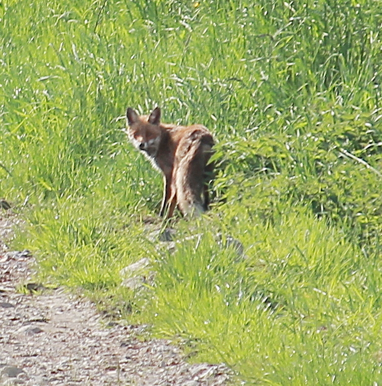 Red Fox from 8660 Skanderborg, Denmark on May 28, 2020 at 08:58 AM by ...