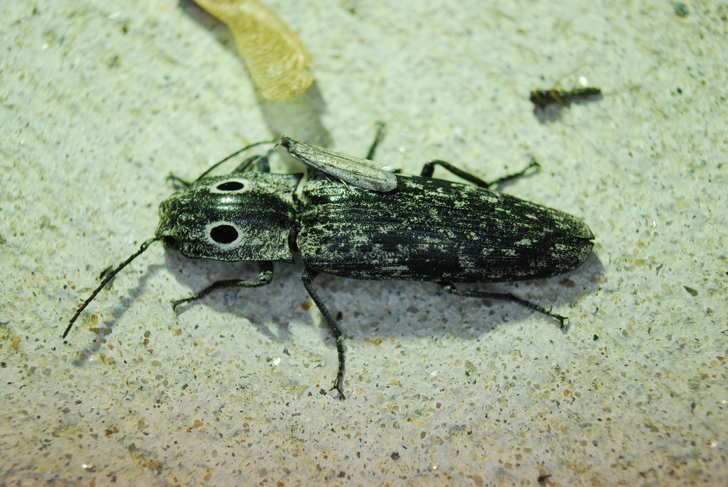 Small-eyed Click Beetle from 10608 Forestgate Pl, Glenn Dale, MD 20769 ...