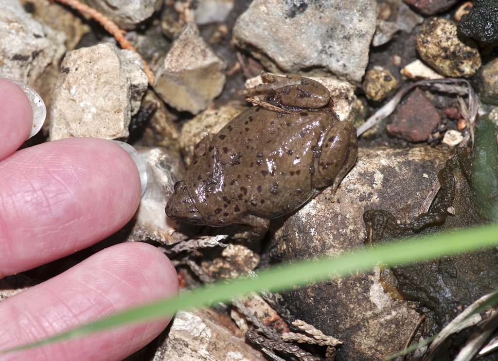 Western Narrow-mouthed Toad in May 2020 by Michelle W.. Two toads and ...