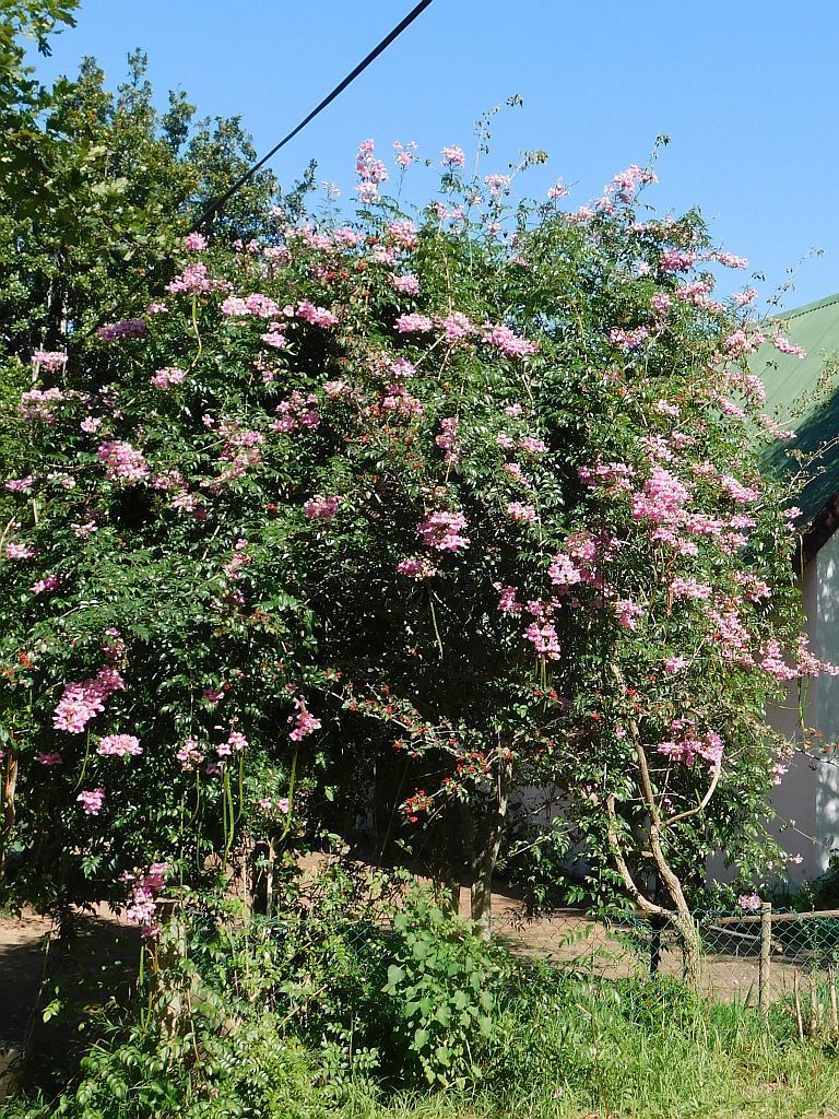 Pink Trumpet Vine from Greyton, 7233, South Africa on April 7, 2019 at ...