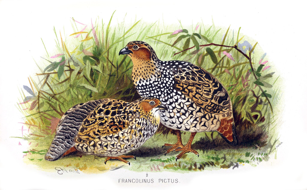 Painted Francolin (Francolinus pictus) - Avian Discovery