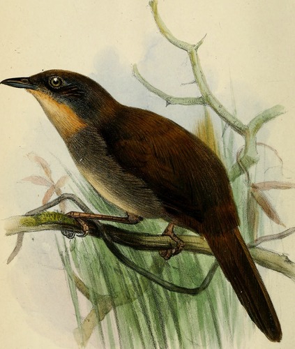 Rusty-bellied Shortwing (Brachypteryx hyperythra) · iNaturalist