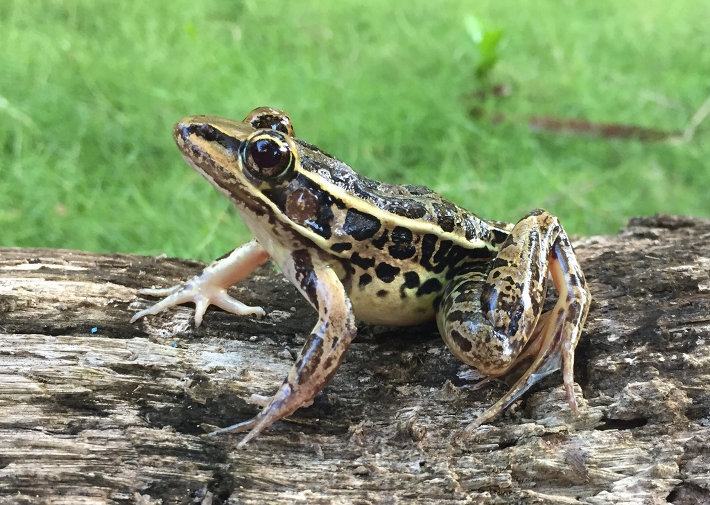 Island Leopard Frog in January 2019 by lunabluyselva · iNaturalist