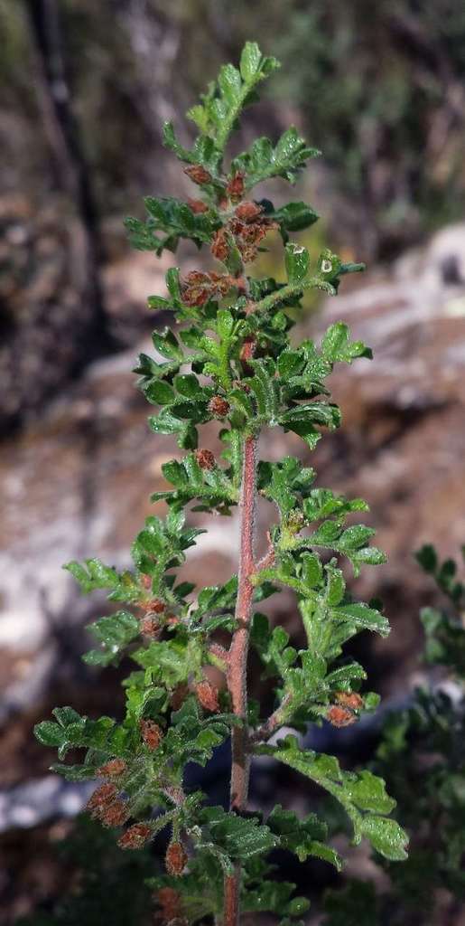 Dodonaea boroniifolia from Burrowa - Pine Mountain, Towong - Pt B, AU ...