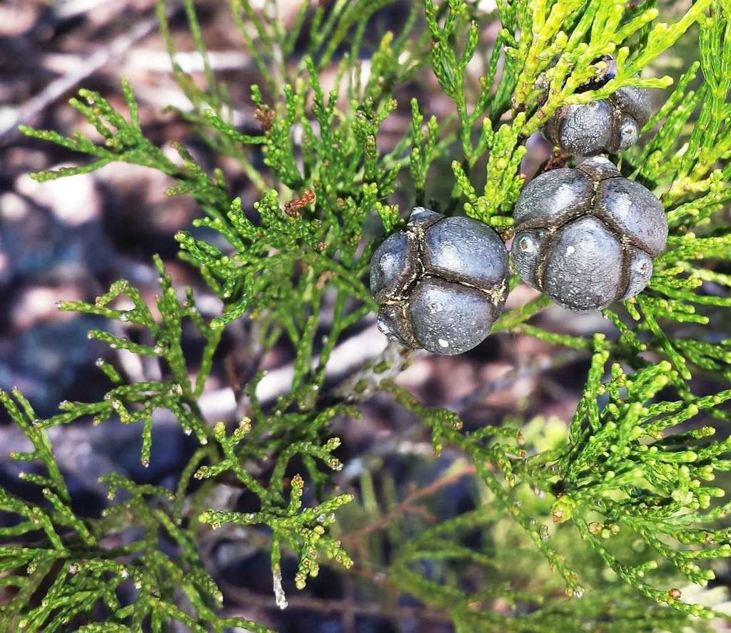 black cypress-pine from Burrowa - Pine Mountain, Towong - Pt B, AU-VI ...