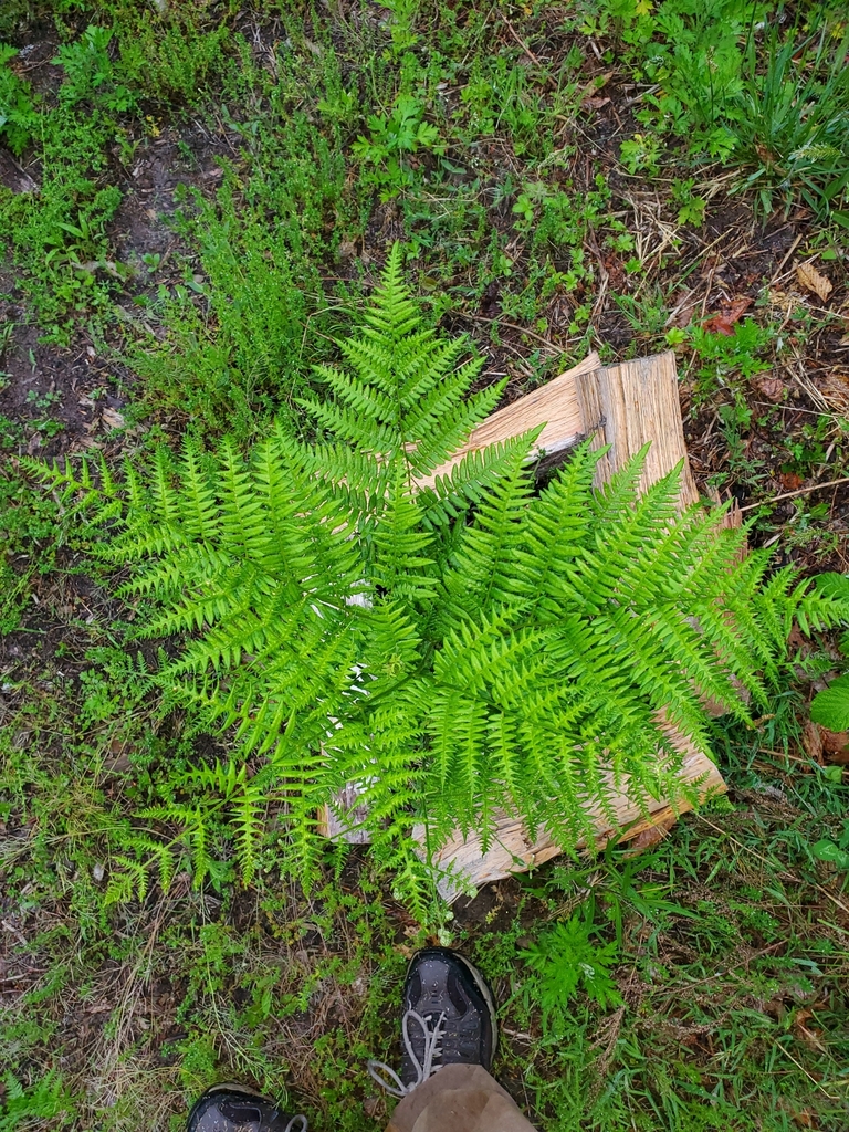eagle fern from Richmond on May 28, 2020 at 07:33 PM by Jim Natale ...
