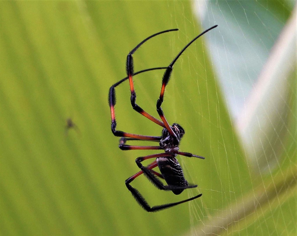 Nephila comorana from Maouéni, Komoren on February 29, 2020 at 12:35 AM ...
