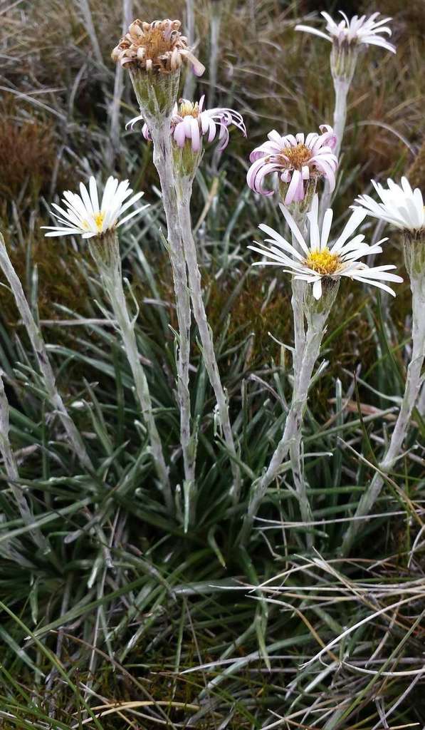 Slender Snow-daisy from Alpine - East, Alpine, AU-VI, AU on January 28 ...