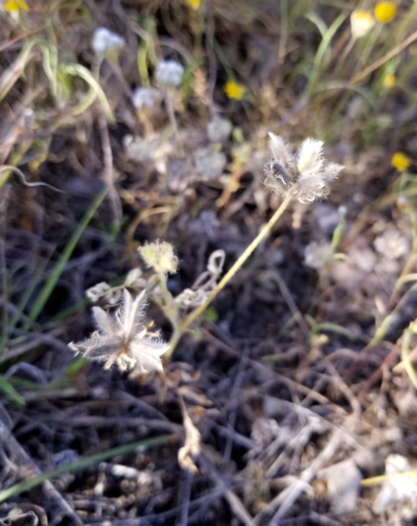 Wright's milk-vetch from Comal, Texas, United States on April 27, 2020 ...