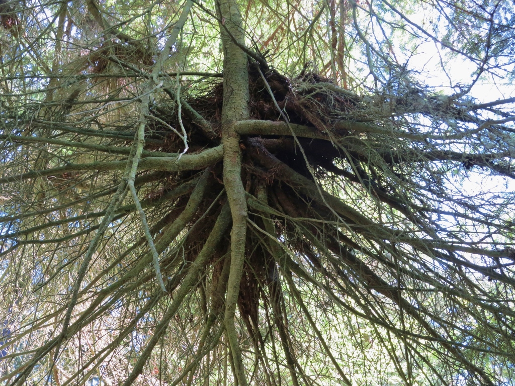 Hemlock Dwarf-mistletoe from Island County, WA, USA on April 30, 2017 ...