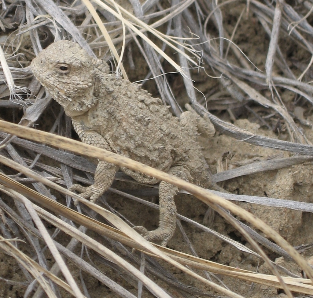 Greater Short-horned Lizard from east-central Colorado on April 22 ...