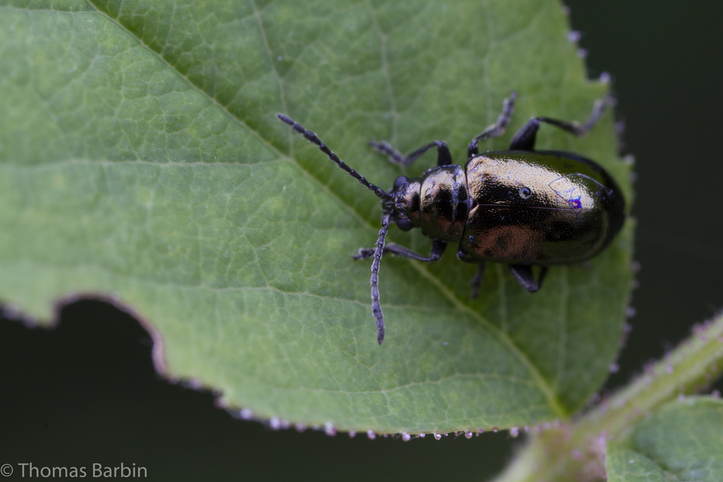 Altica probata (Alviso bioblitz guide) · iNaturalist