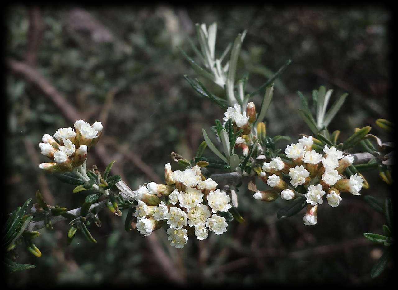 Ozothamnus secundiflorus (Wakef.) Anderb.