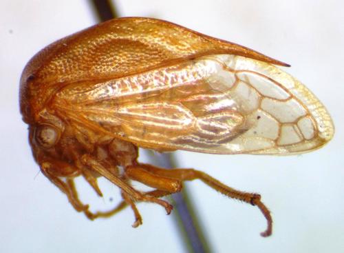 Genus Trichaetipyga · iNaturalist United Kingdom