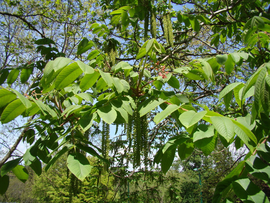 Japanese walnut (Juglans ailantifolia) - Botanical Realm