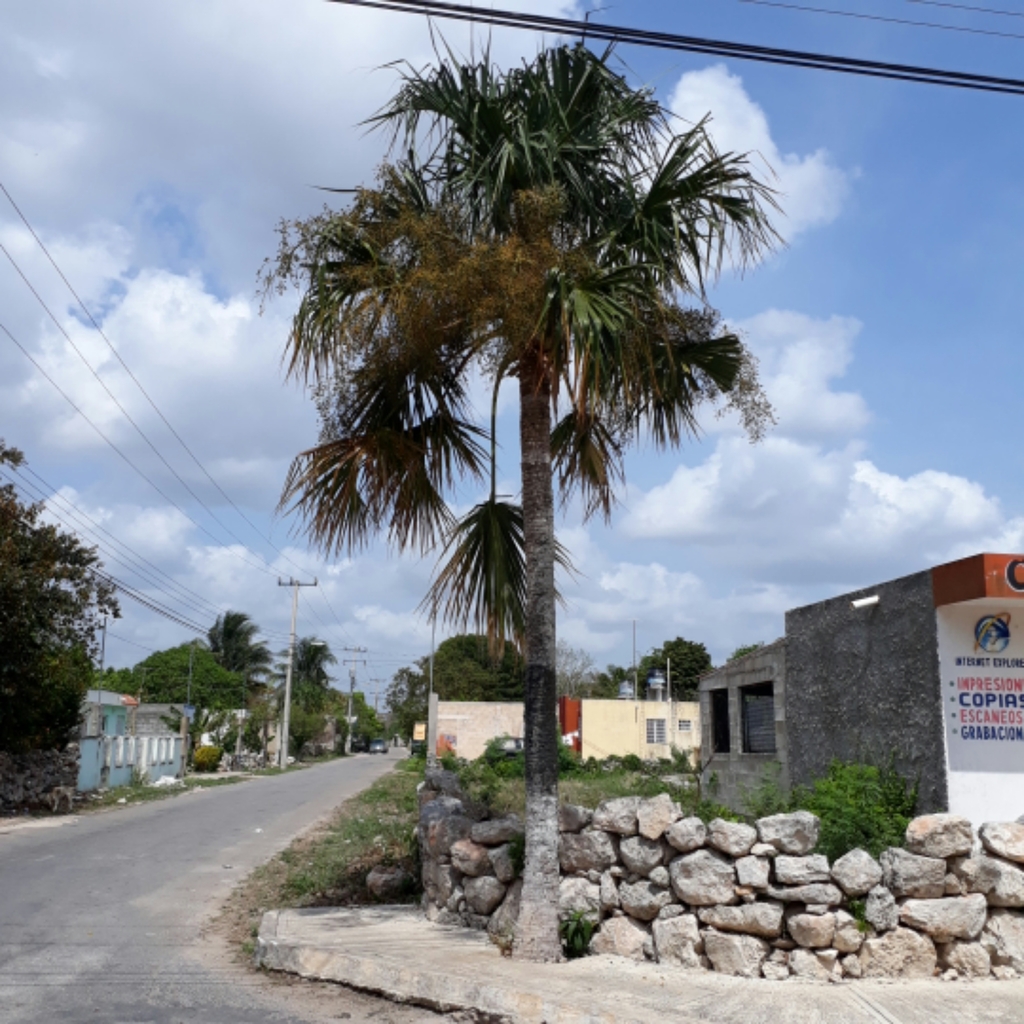 Thatch Palmetto from Motul, MX-YU, MX on May 1, 2017 at 10:49 AM by ...