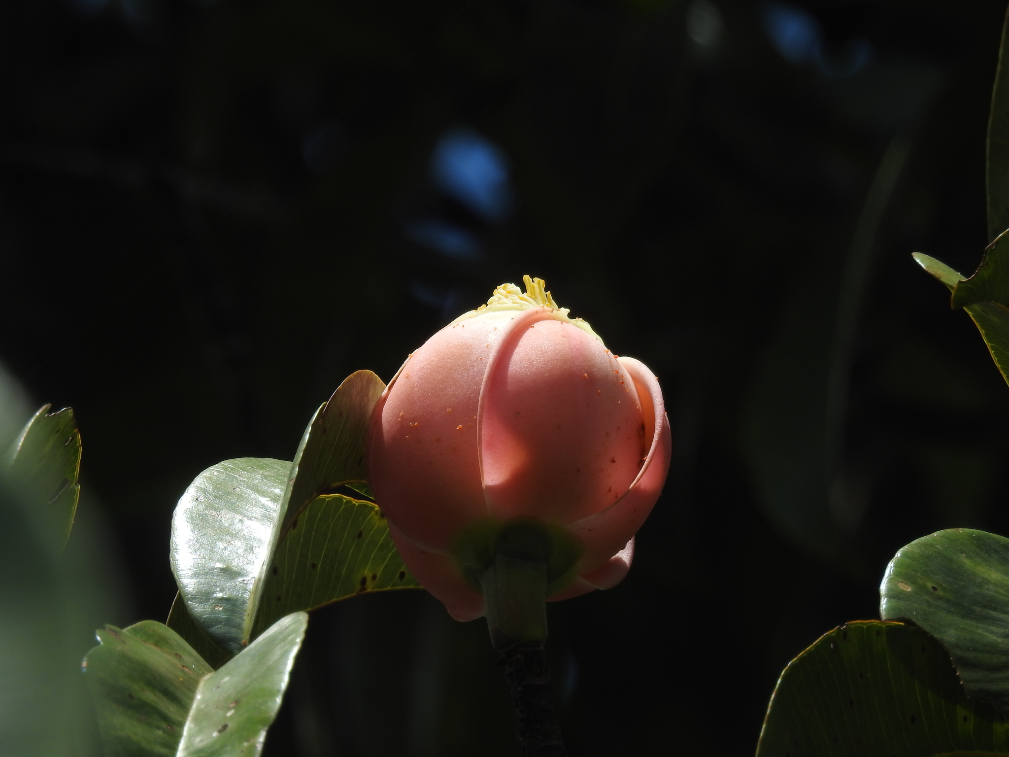 Platonia insignis Mart.