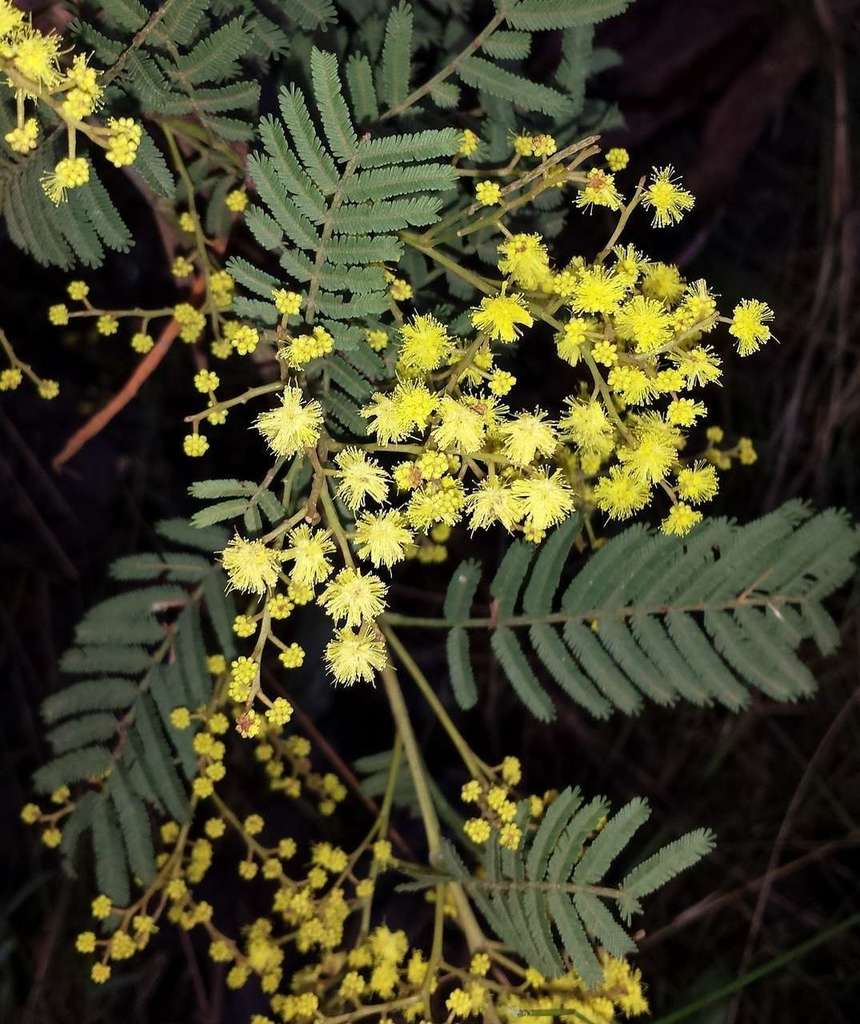 Dwarf Silver-wattle (Acacia nanodealbata) - Botanical Realm