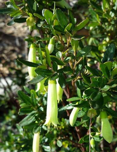Rock Correa (Variety Correa glabra glabra) · iNaturalist