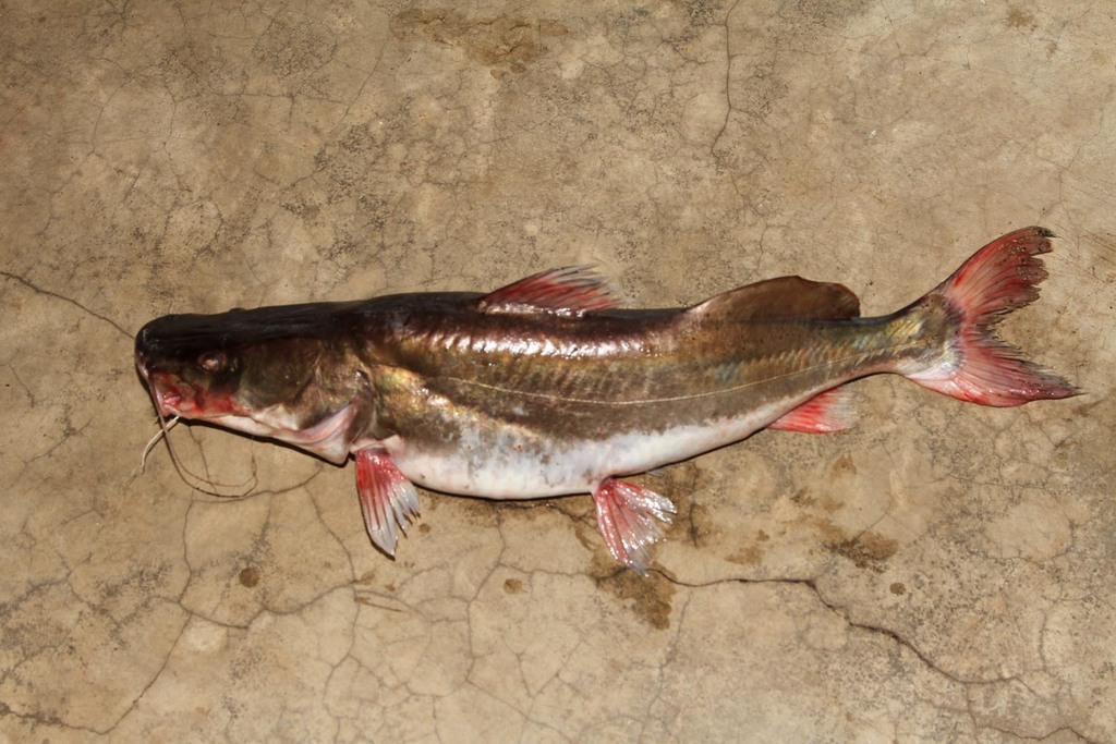 Kampoyo (Bagrus meridionalis) - Marine Life Identification