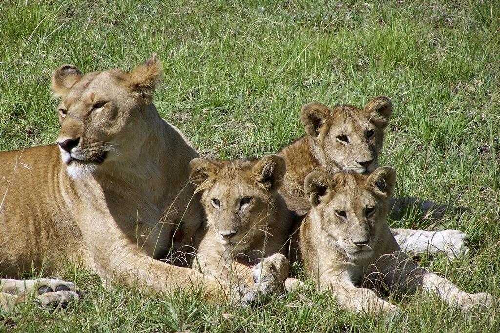 Southern Lion in January 2004 by Jay · iNaturalist