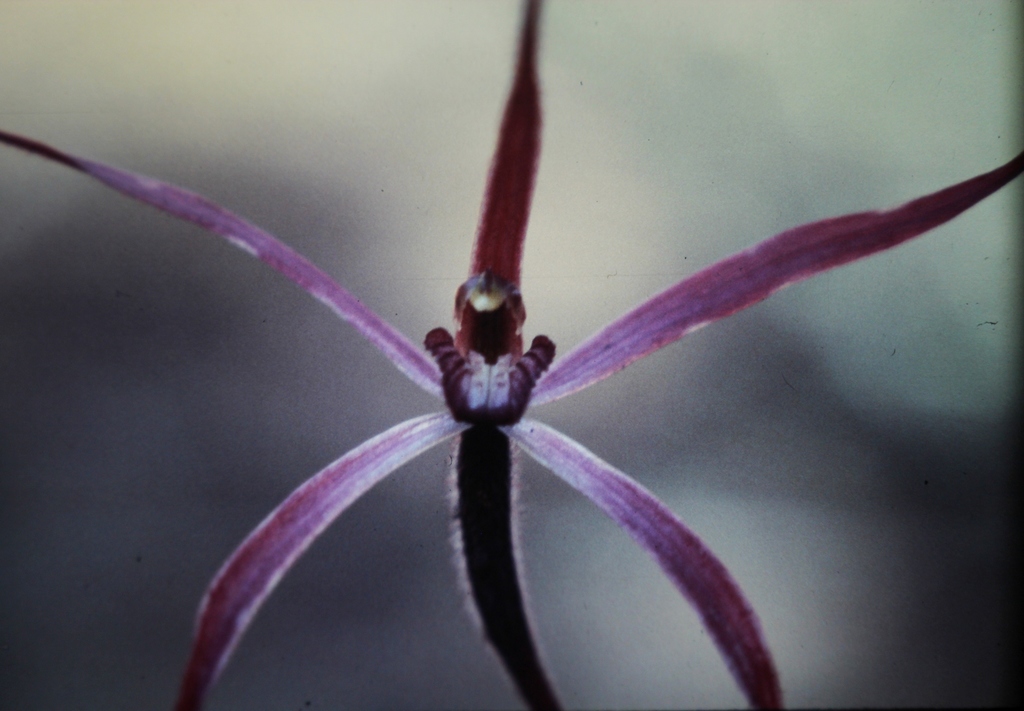 Daddy Long Legs Flower from Binya, New South Wales, Australia on ...