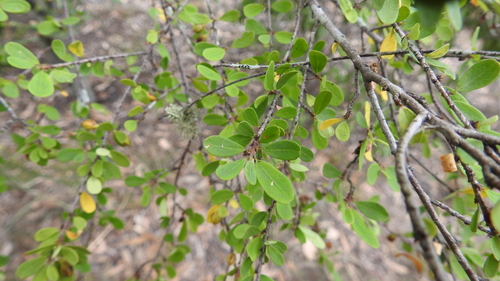 Erythroxylum australe · iNaturalist