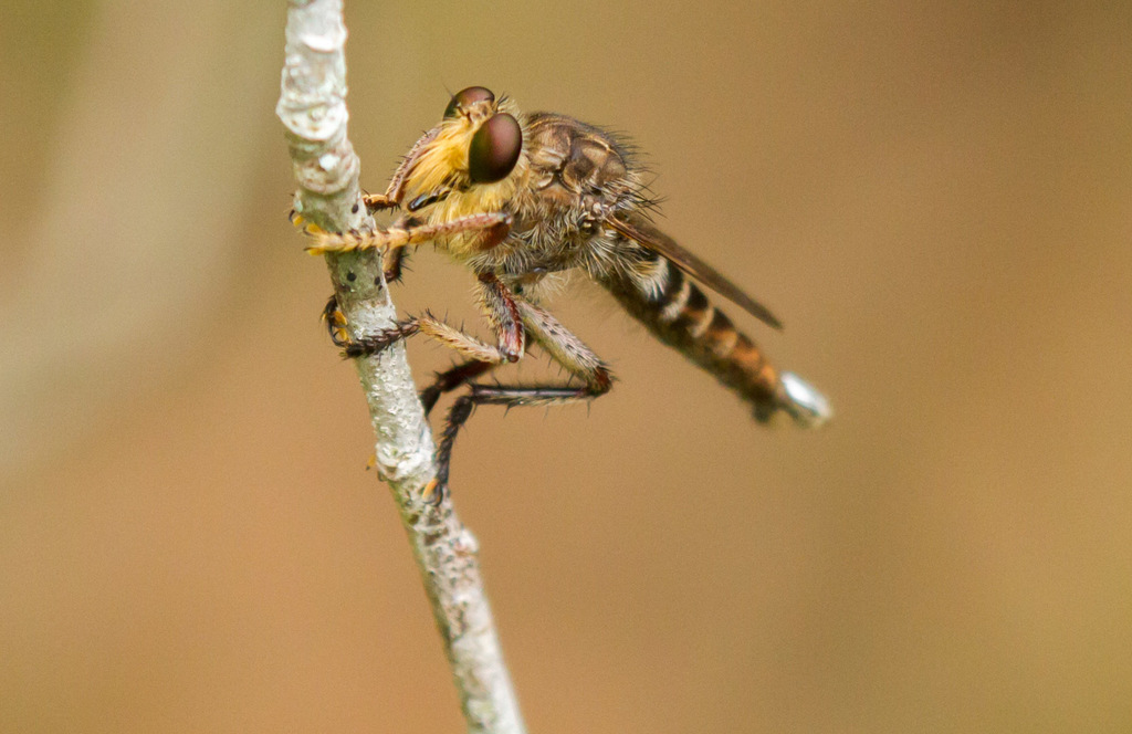 Promachus bastardii in May 2020 by mnwild · iNaturalist