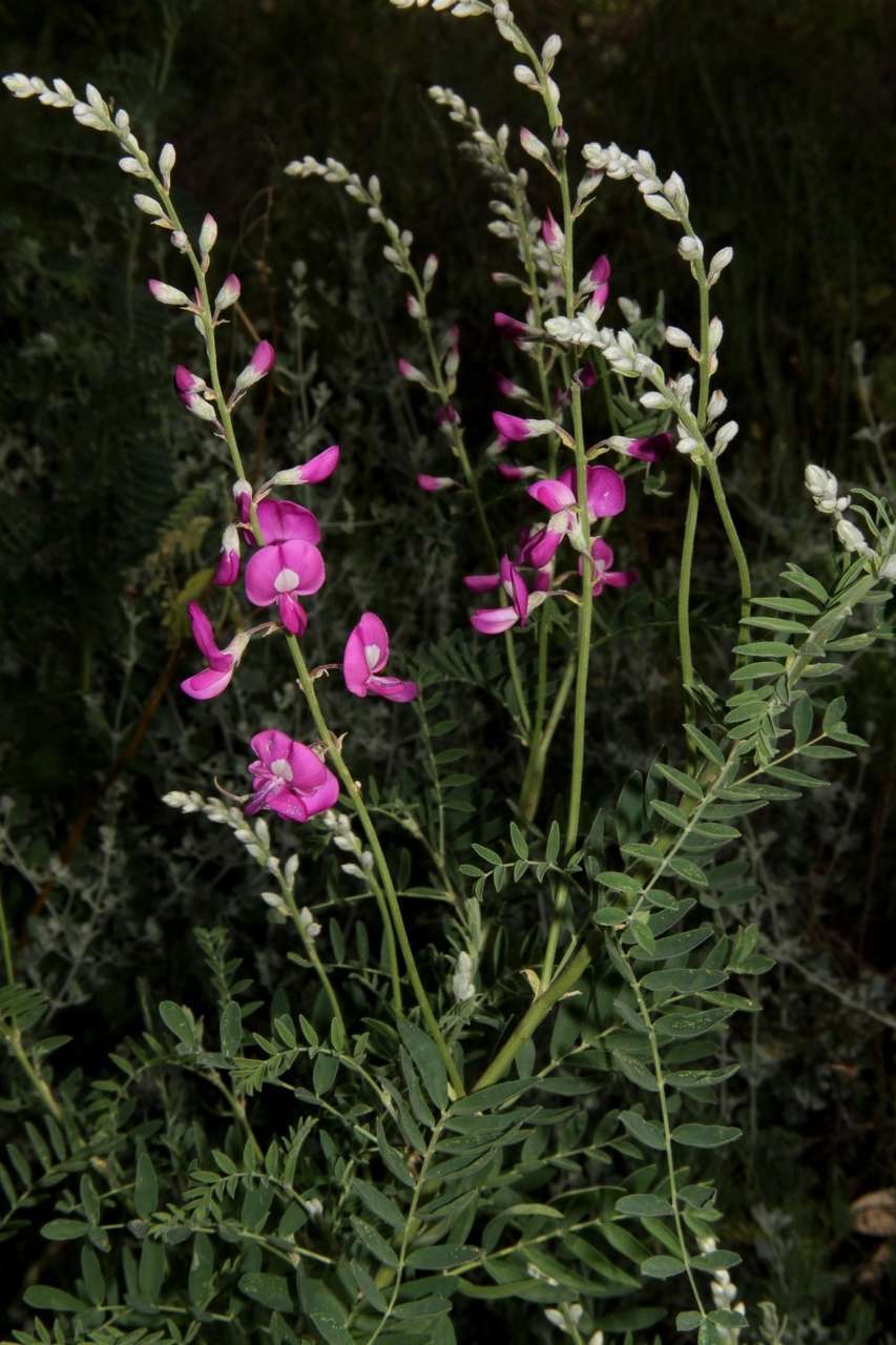 Swainsona greyana Lindl.