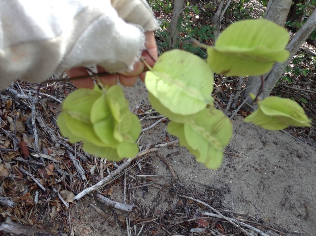 Stinkwood (Piscidia carthagenensis) - Botanical Realm