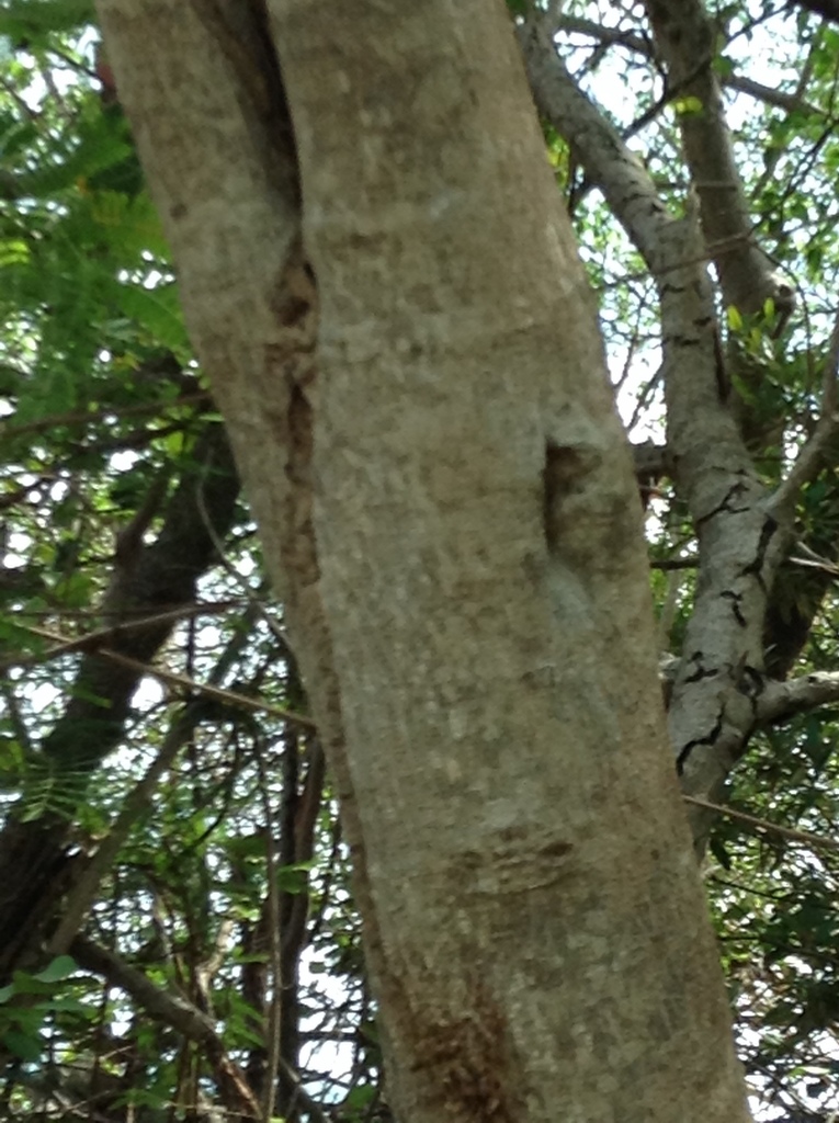 Stinkwood (Piscidia carthagenensis) - Botanical Realm