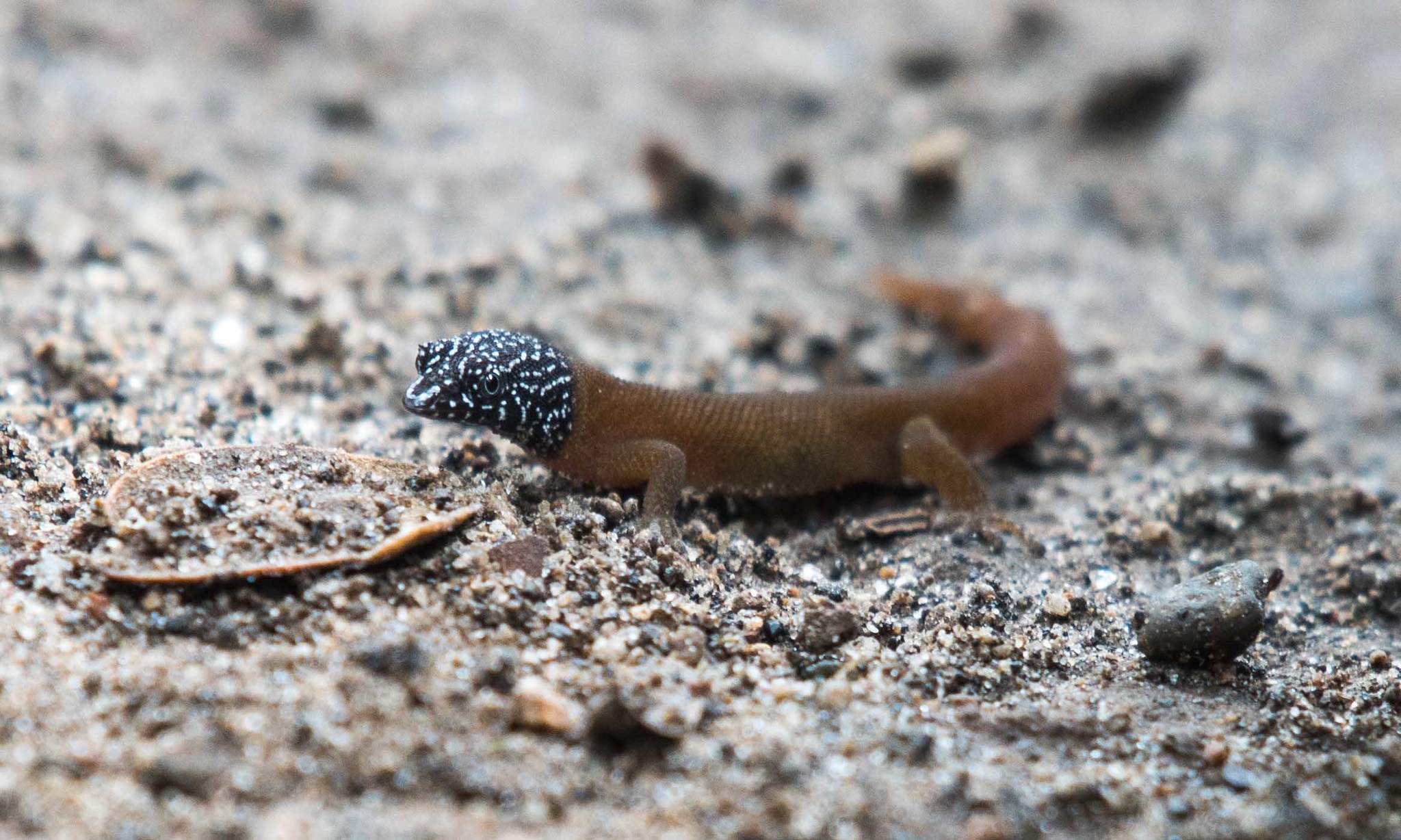 Sphaerodactylus fantasticus Duméril & Bibron, 1836
