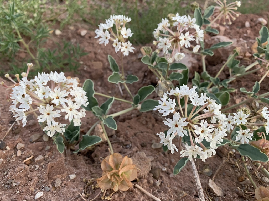 Winged Sandpuffs (Tripterocalyx carneus) - Botanical Realm