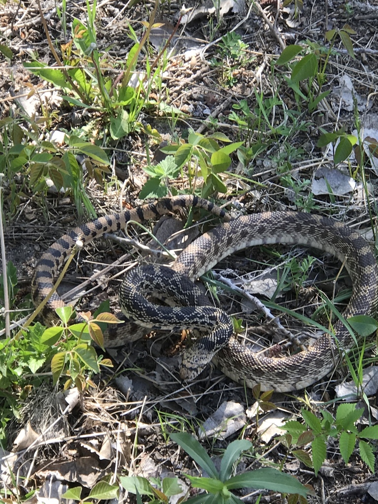 Bullsnake from Bassway Strip Rd, Gibbon, NE, US on May 15, 2020 at 04: ...
