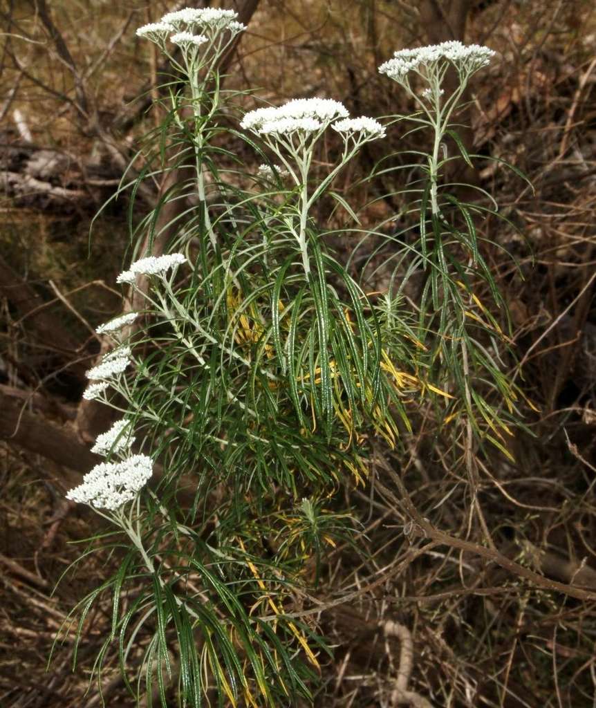 Shiny Cassinia (Cassinia longifolia) - Botanical Realm