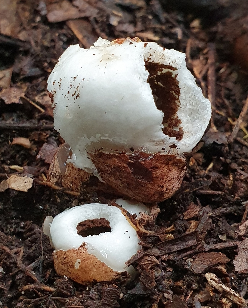 Fischer's egg in May 2020 by Elizabeth Kabanoff. Growing in soil in ...