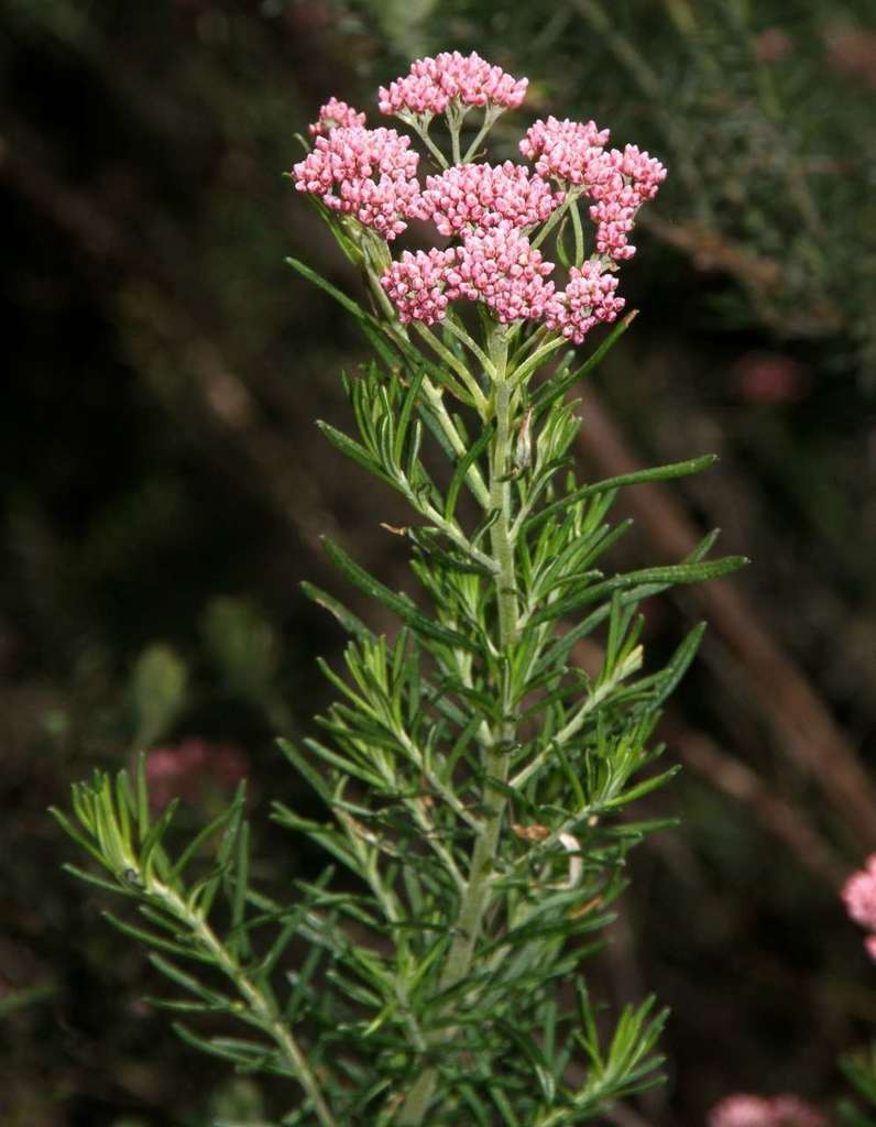 Shiny Cassinia (Cassinia longifolia) - Botanical Realm