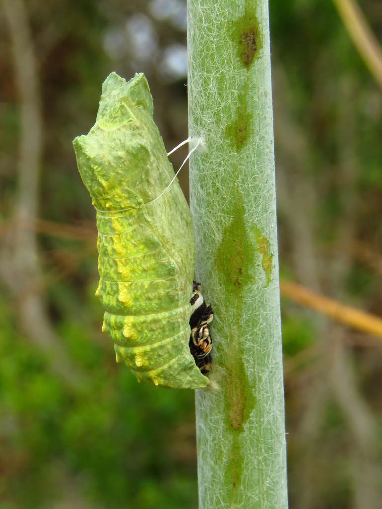 Anise Swallowtail (Butterflies of Rosewood Nature Study Area) · iNaturalist
