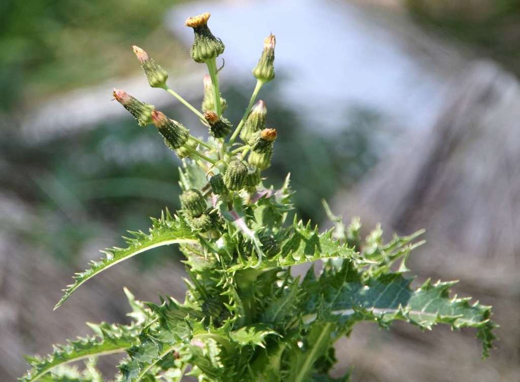 Sonchus asper glaucescens (Flora of Vodice / Flora Vodica) · iNaturalist