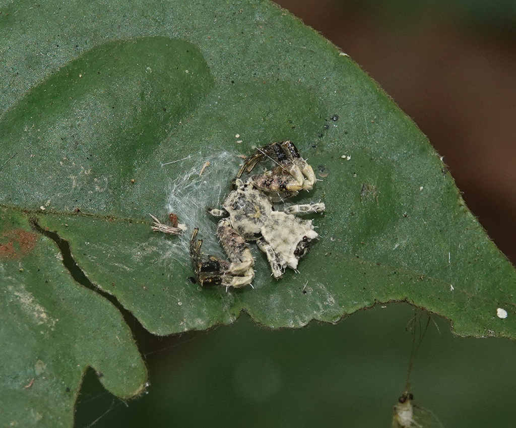 Bird Dropping Crab Spiders from Makunda Forest trail, Karimganj, Assam ...