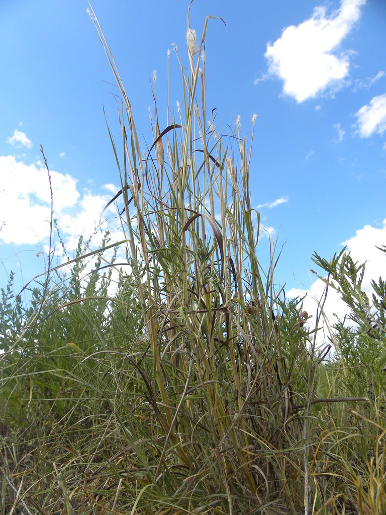 Queensland Blue Grass (Plants of Goonderoo Bush Heritage Reserve ...