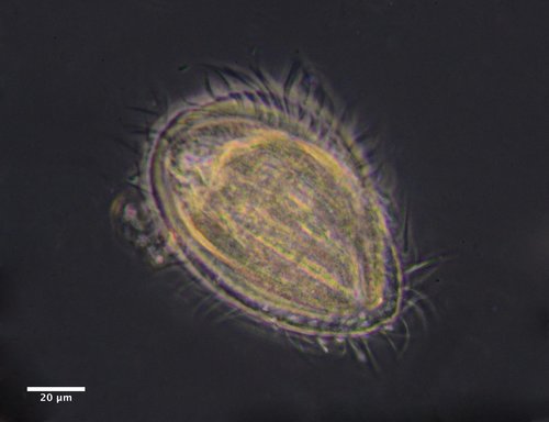 Phacodinium metchnikoffi · iNaturalist