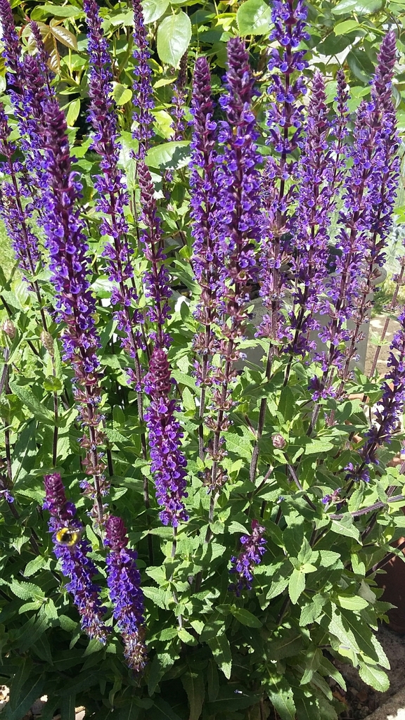 Purple Wood Sage from MK12 5LL on May 29, 2020 at 10:59 AM by Paul ...