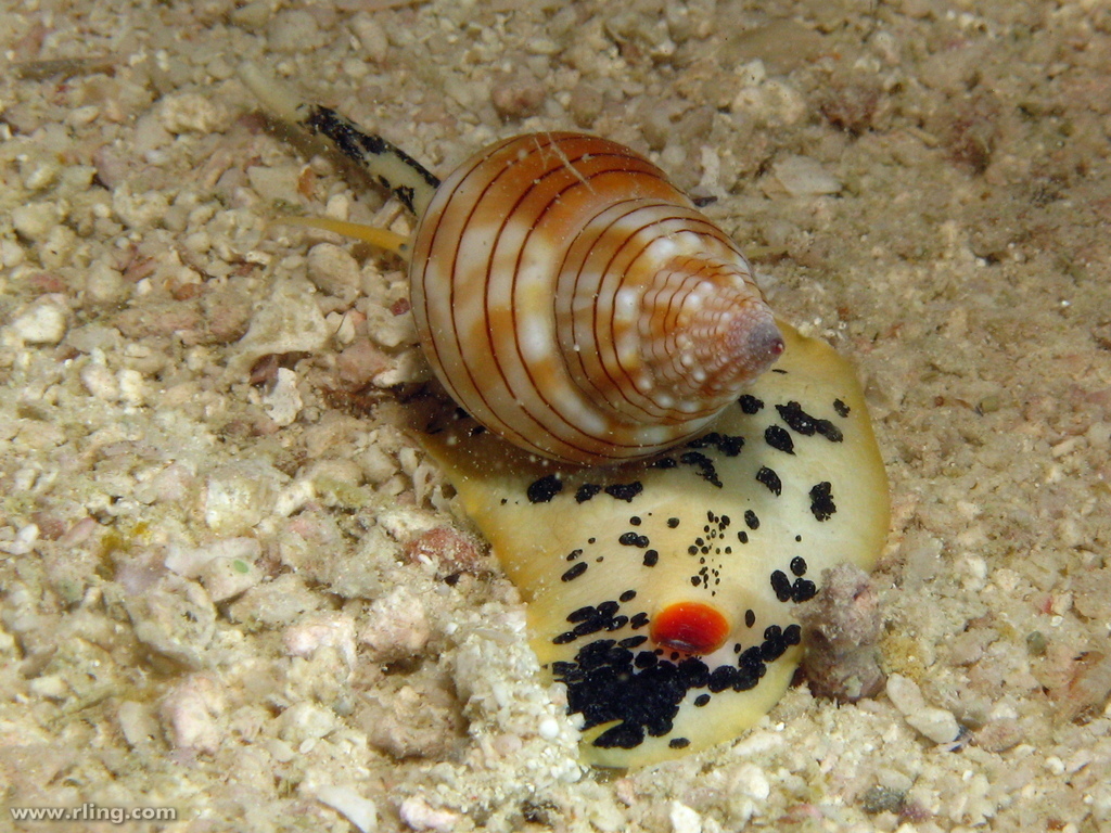 Nassarius particeps (Marine invertebrates of Randwick costal area ...